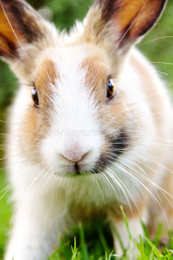 Cute Bunny Rabbit on the Grass Stock Image - Image of animals, bunny ...
