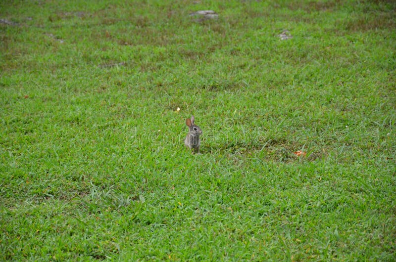 Cute Bunny or Rabbit in Green Grass or Lawn Stock Image - Image of ...