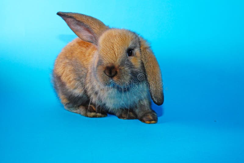 Cute Bunny Rabbit Kit on Colorful Studio Background Stock Photo - Image ...