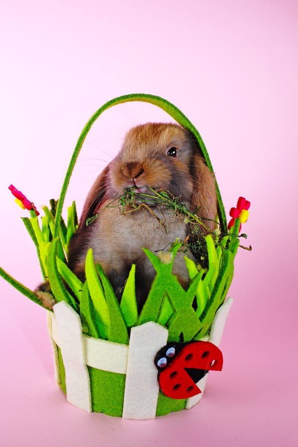 Cute Bunny Rabbit Kit on Colorful Studio Background Stock Photo - Image ...