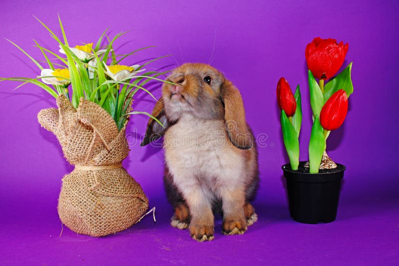 Cute Bunny Rabbit Kit on Colorful Studio Background Stock Image - Image ...