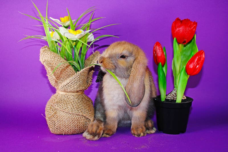 Cute Bunny Rabbit Kit on Colorful Studio Background Stock Image - Image ...