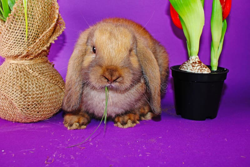 Cute Bunny Rabbit Kit on Colorful Studio Background Stock Photo - Image ...