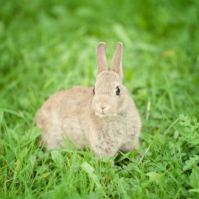 Cute Bunny Rabbit Sitting in the Grass Stock Image - Image of meadow ...
