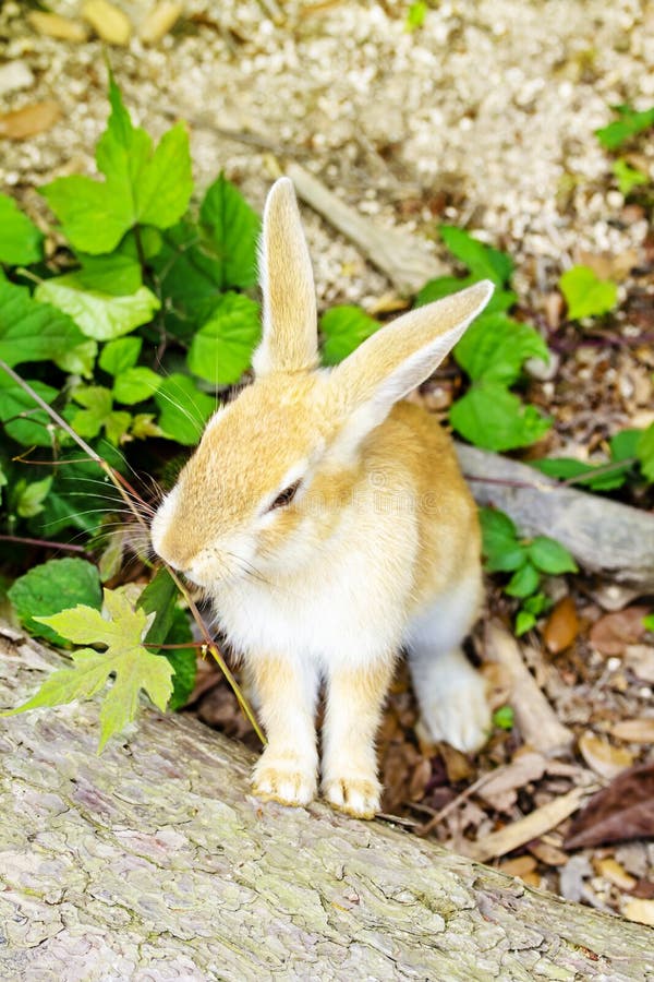 Cute Bunny Rabbit Sitting with Green in the Garden. Stock Photo - Image ...