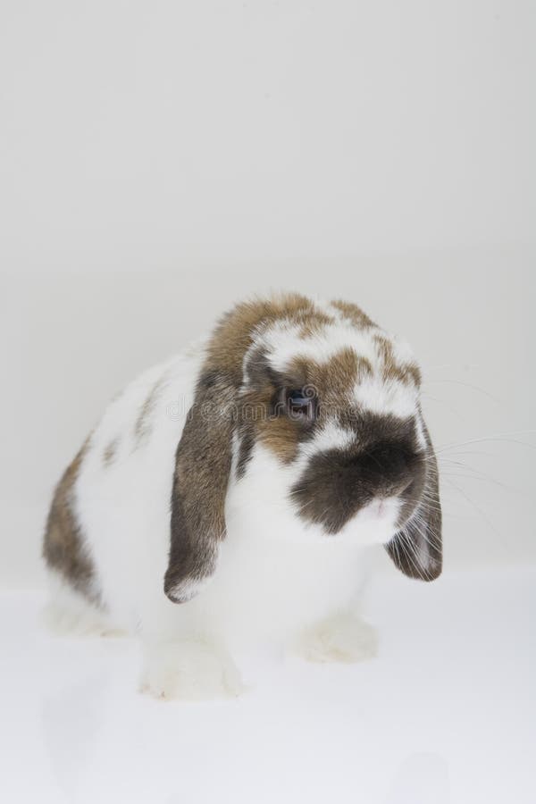 A Cute Bunny Rabbit on White Background Stock Photo - Image of rabbit ...
