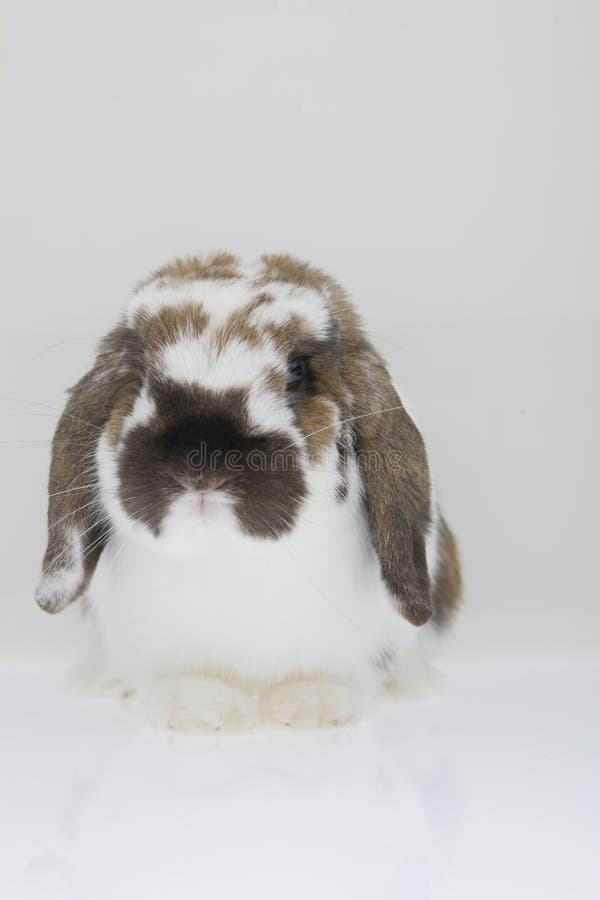A Cute Bunny Rabbit on White Background Stock Photo - Image of copy ...