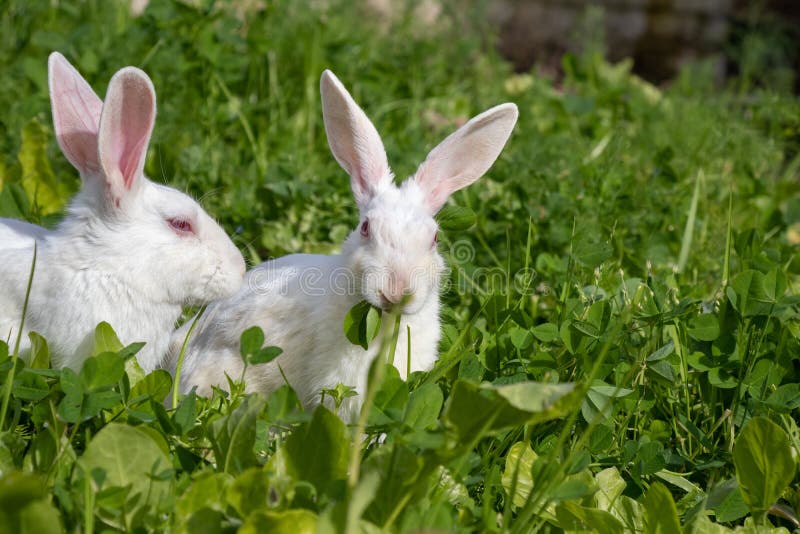 Cute Bunny Rabbits Sitting on Green Grass in Garden Stock Photo - Image ...