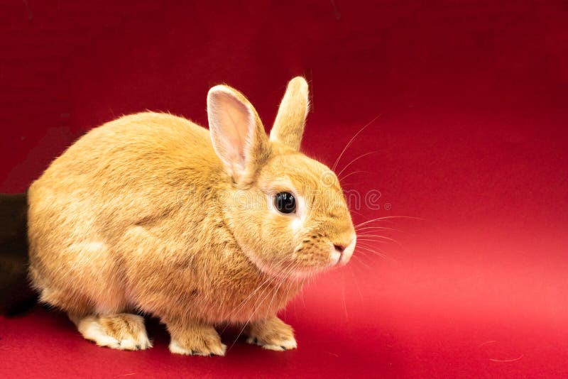 Cute Bunny with Red Background Stock Photo - Image of celebration, copy ...