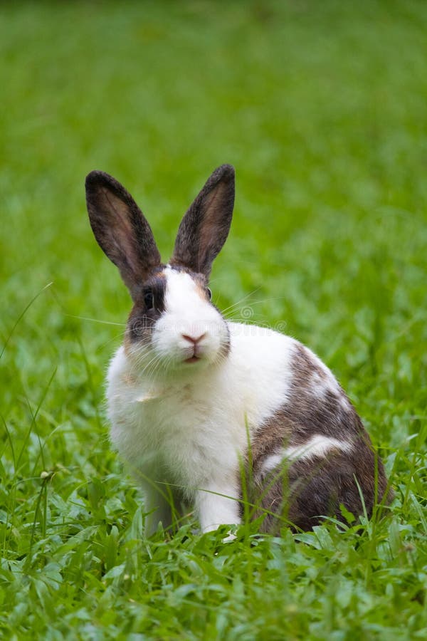 Cute Bunny Relaxing on Grass Stock Image - Image of dutch, standing ...