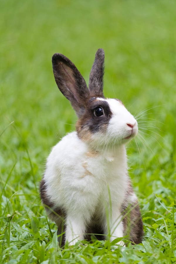 Cute Bunny Relaxing on Grass Stock Photo - Image of cute, adorable ...