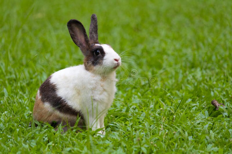 Cute Bunny Relaxing on Grass Stock Image - Image of funny, relaxing ...