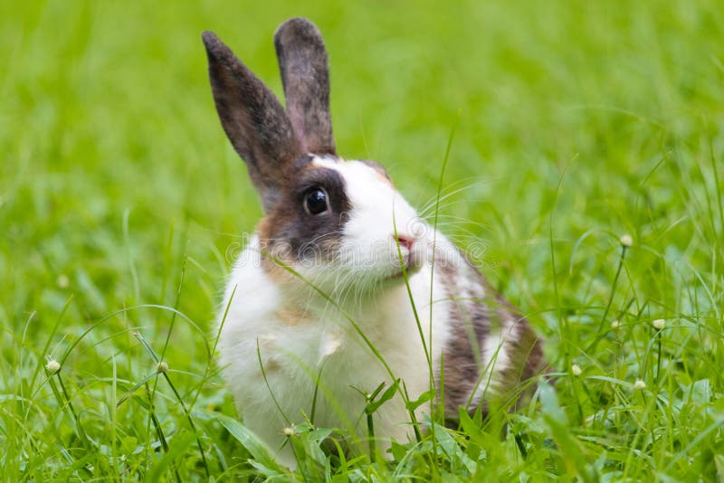 Cute Bunny Relaxing on Grass Stock Image - Image of dutch, standing ...