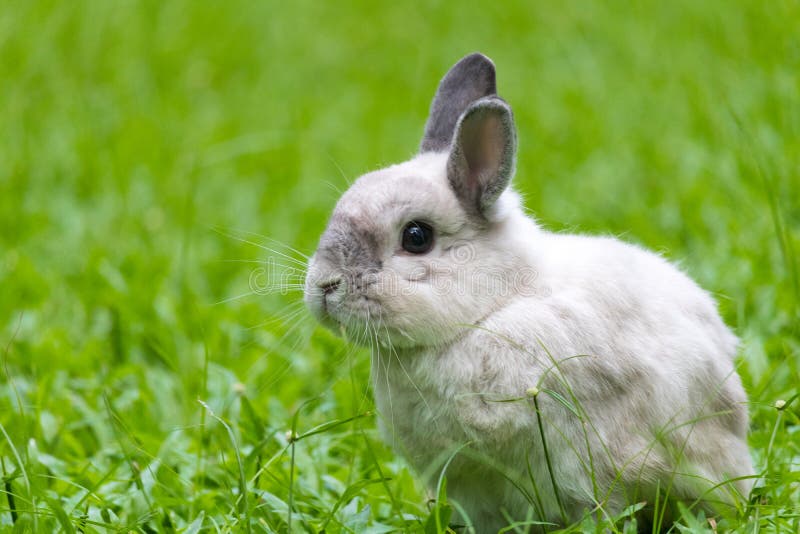 Cute Bunny Relaxing on Grass Stock Image - Image of dutch, standing ...