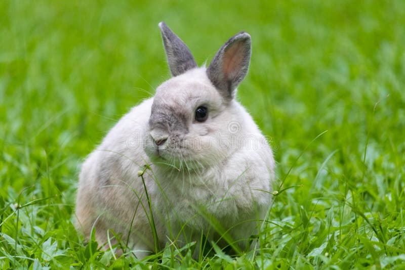 Cute Bunny Relaxing on Grass Stock Image - Image of dutch, standing ...