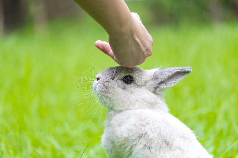 Cute Bunny Relaxing on Grass Stock Photo - Image of happy, outdoor ...