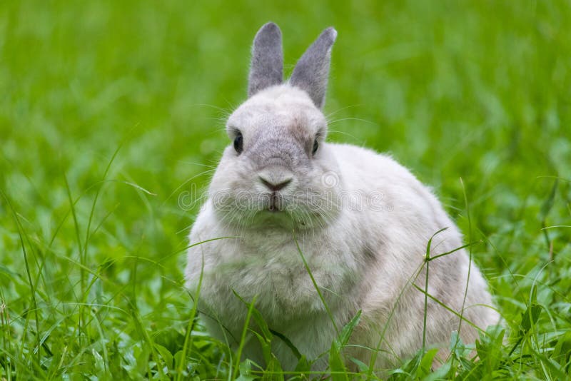 Cute Bunny Relaxing on Grass Stock Photo - Image of happy, outdoor ...