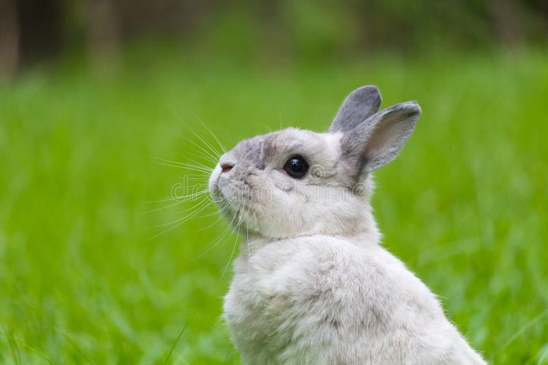 Cute Bunny Relaxing on Grass Stock Image - Image of dutch, standing ...