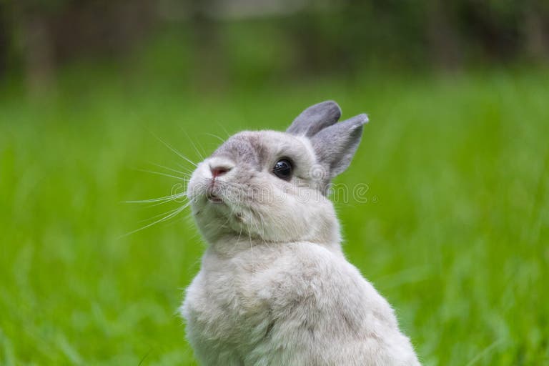 Cute Bunny Relaxing on Grass Stock Image - Image of dutch, standing ...