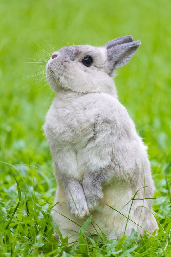 Cute Bunny Relaxing on Grass Stock Photo - Image of happy, adorable ...