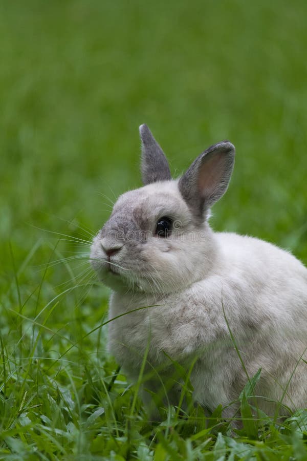 Cute Bunny Relaxing on Grass Stock Photo - Image of happy, outdoor ...