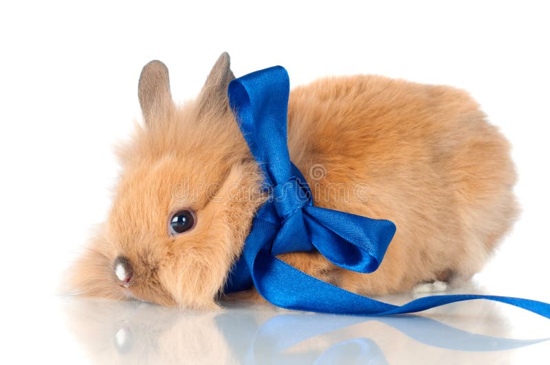 Cute bunny with a ribbon stock image. Image of fluffy - 28249007