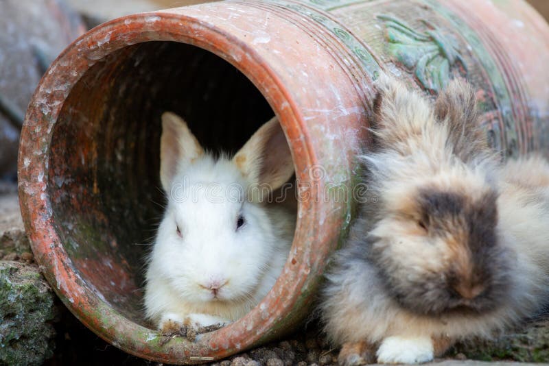 Cute Bunny Sleep in the Hole. Stock Image - Image of barn, eggs: 171271477
