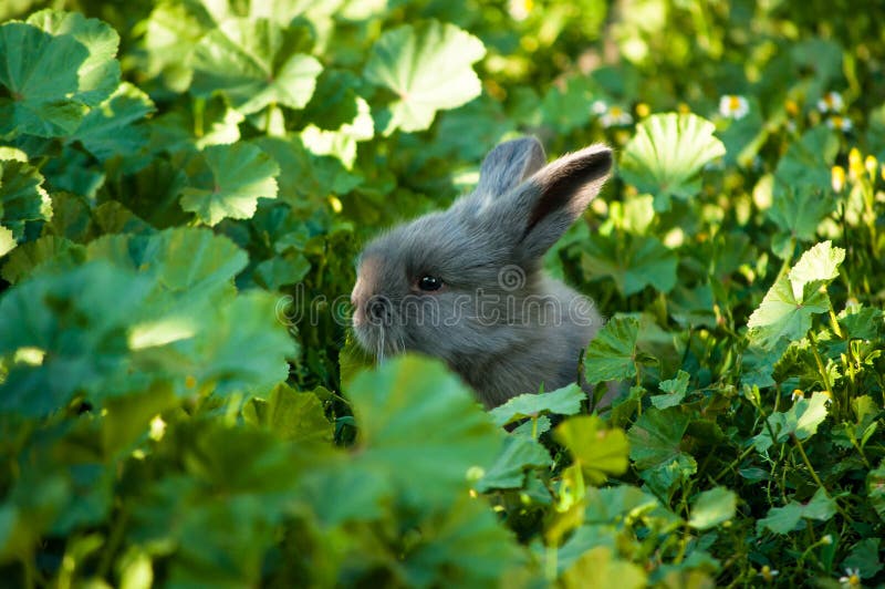 Cute bunny stock photo. Image of chamomile, outdoor, grey - 56605378