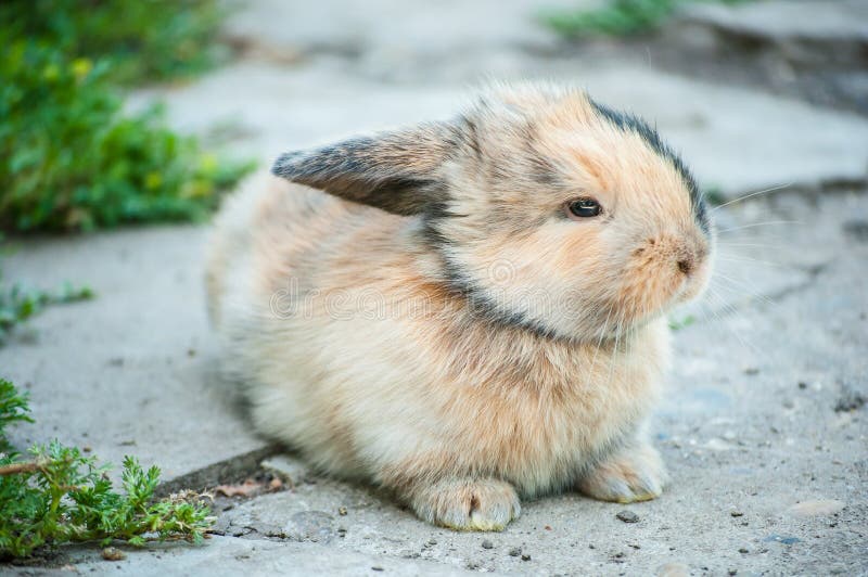 Cute bunny stock photo. Image of outdoor, lagomorphs - 56605318
