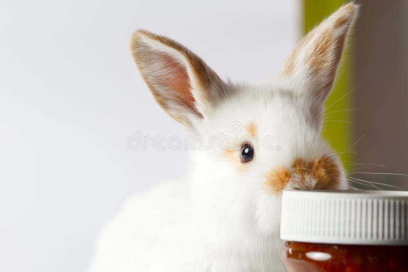 Cute bunny sniffing a jar stock image. Image of wild - 305804151