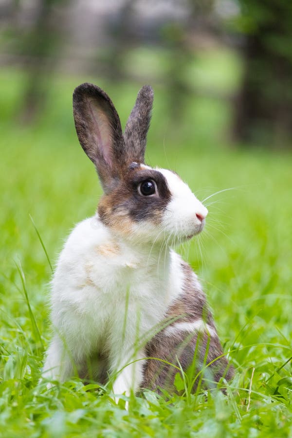 Cute Bunny Relaxing on Grass Stock Image - Image of dutch, standing ...