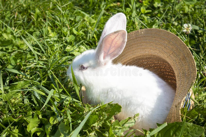 Cute bunny in a straw hat. stock image. Image of white - 251235939