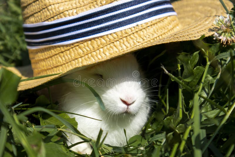 Cute bunny in a straw hat. stock image. Image of easter - 251235483