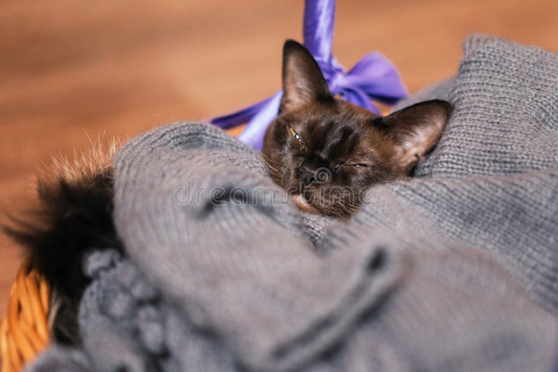 Cute Burmese Cat Sleeping in the Basket Stock Image - Image of cute ...