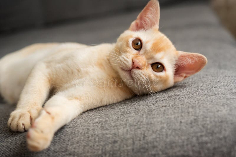 Cute Burmese Kitten Lies on the Sofa Stock Image - Image of dream ...