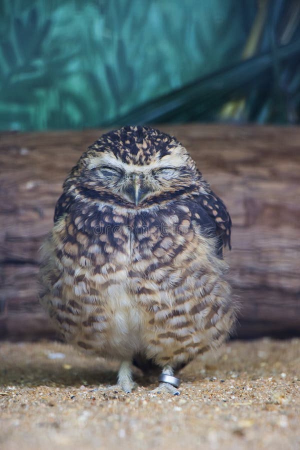 344 Sleeping Cute Owl Stock Photos - Free & Royalty-Free Stock Photos ...