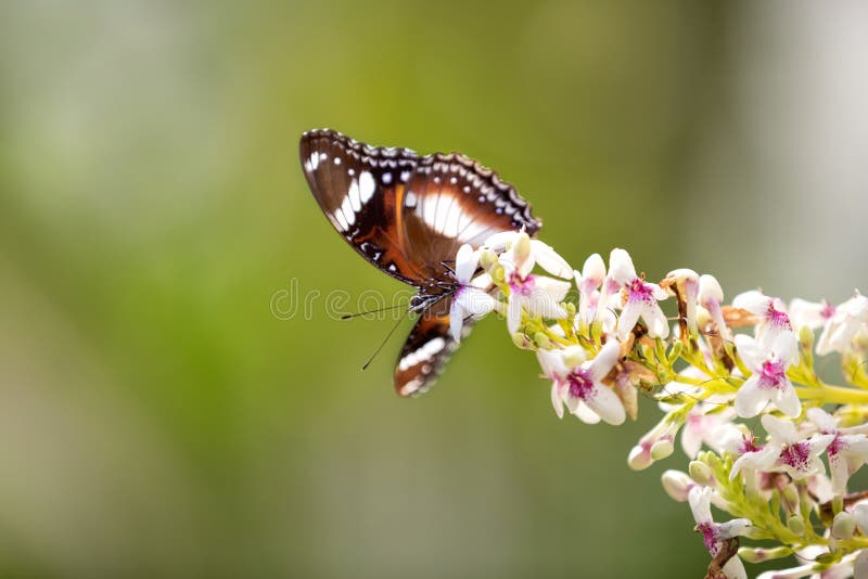 Butterfly Standing on Flowers Stock Photo - Image of blossom, green ...
