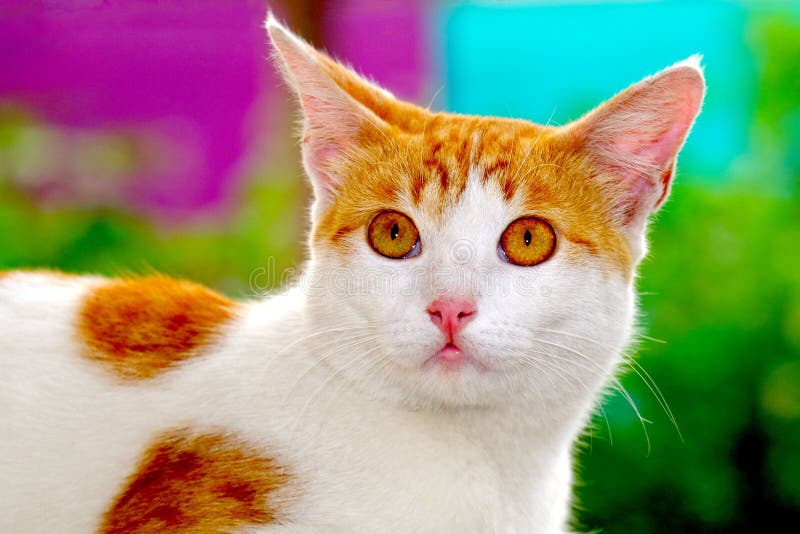 Cute caat look shocked stock photo. Image of small, playful - 79833868