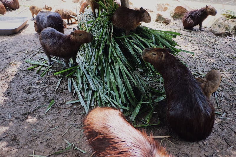 Cabybara Eating Person Stock Photos - Free & Royalty-Free Stock Photos ...