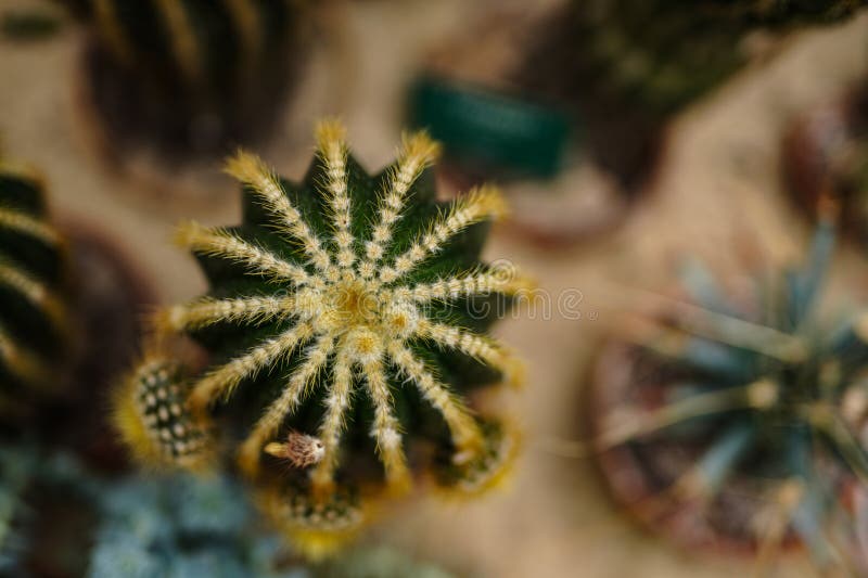 A cute cactus stock image. Image of garden, cactus, cute - 292763947