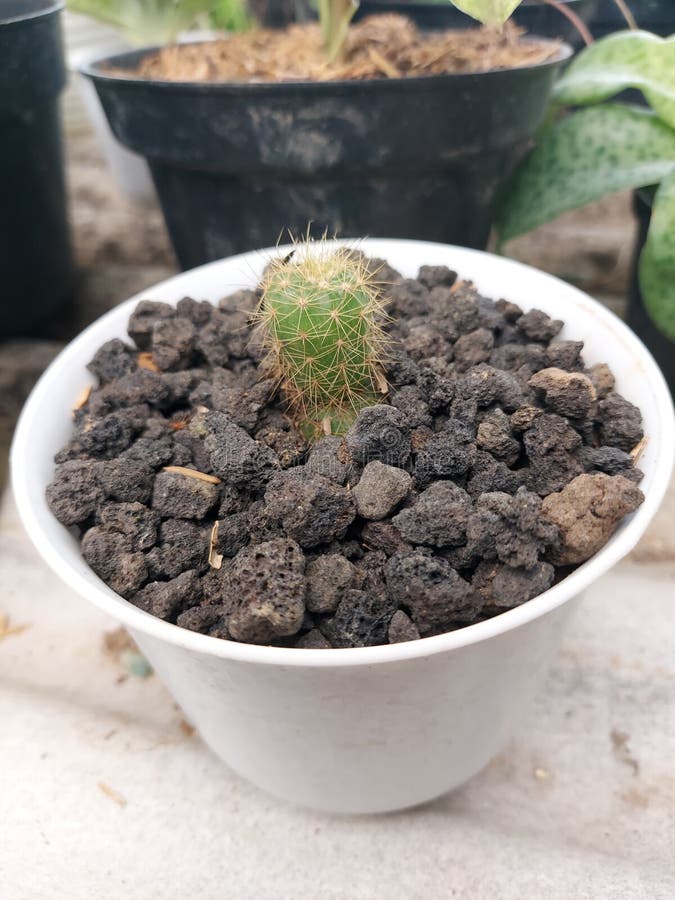 Cute cactus flower stock image. Image of desert, cactus - 241751711