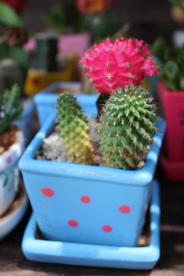 Cute Cactus Flower in Garden. Stock Image - Image of beautiful, food ...