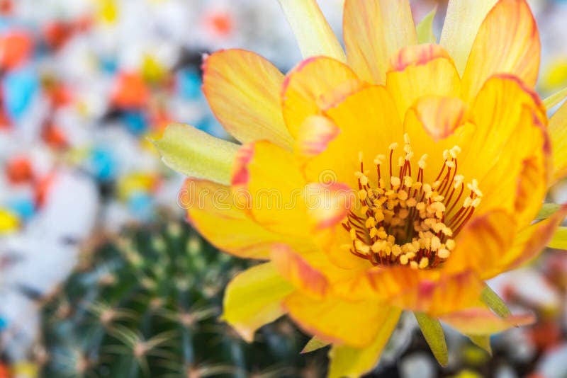 Cute cactus flower in pot stock photo. Image of pear - 249990910