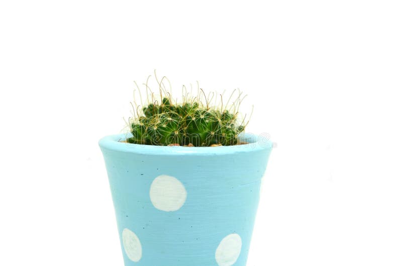 Cute cactus pot stock photo. Image of sharp, growth, desert - 80139730