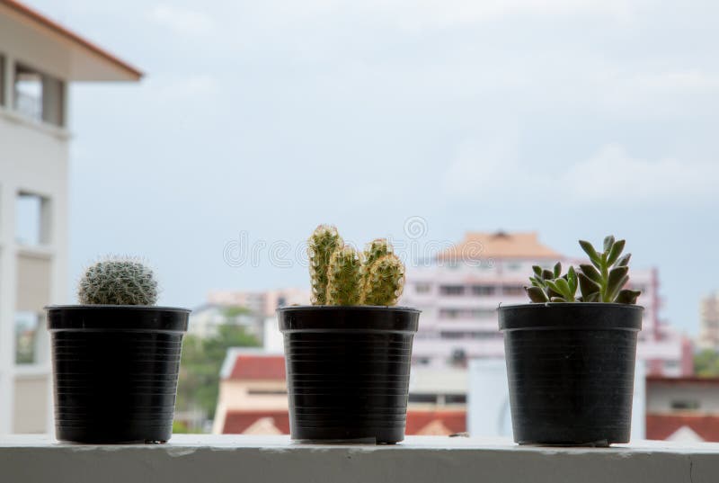 Cute Cactus Pots on Balcony. Stock Photo - Image of balcony, hibotan ...