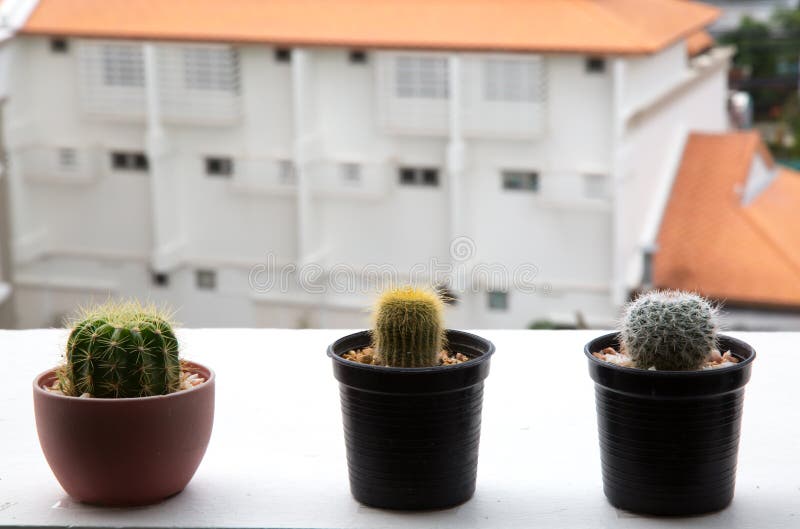 Cute Cactus Pots on Balcony. Stock Image - Image of cactus, live: 43215715