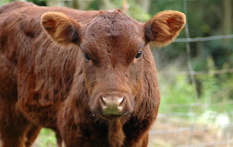 Cute calf stock photo. Image of calcium, bull, cute, beautiful - 1289242