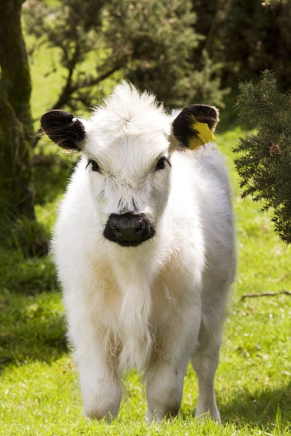 Cute calf stock photo. Image of animal, green, domestic - 6194894