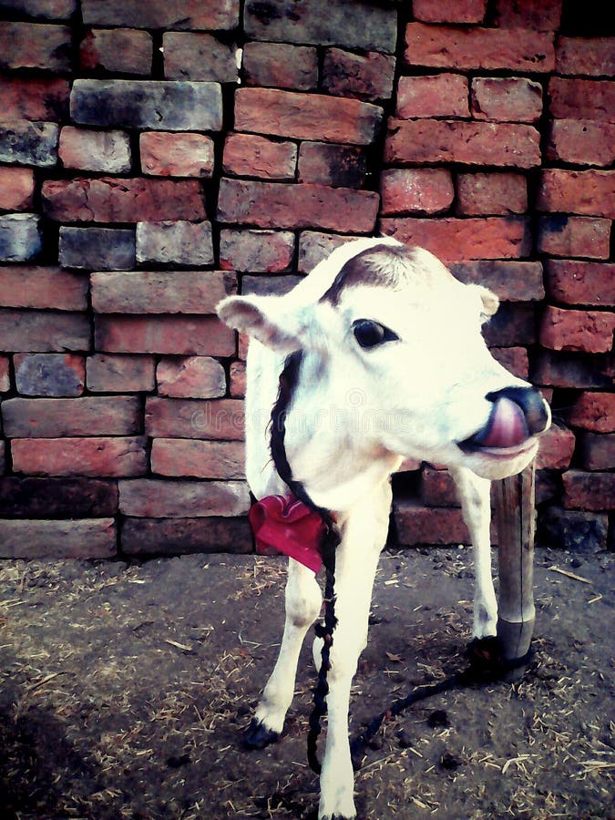 Cute Calf Animal Nature Fantastic Stock Image - Image of calf, random ...