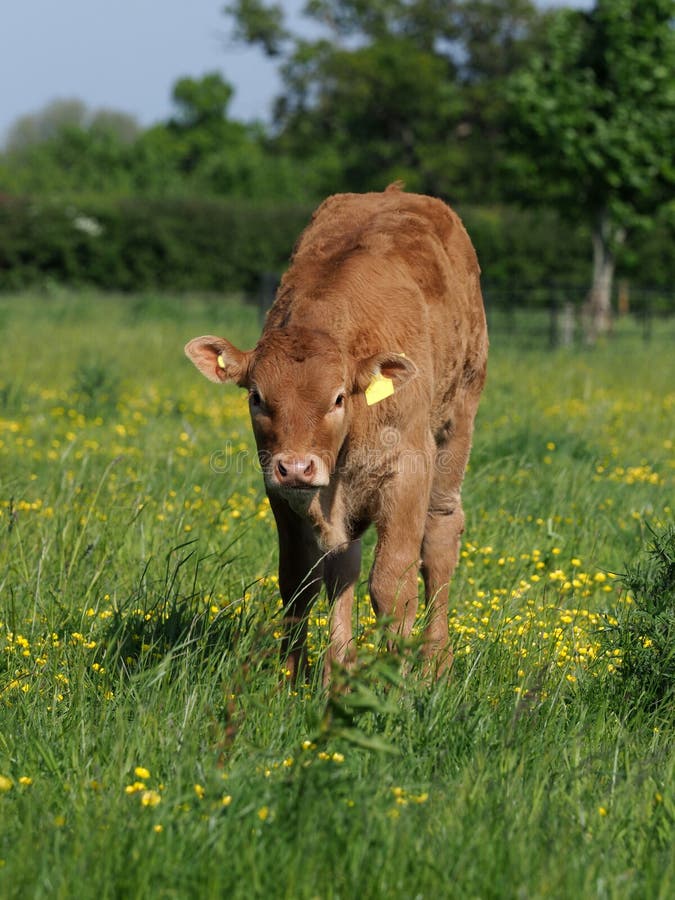 Young Calf stock image. Image of farm, grass, animal - 27057777